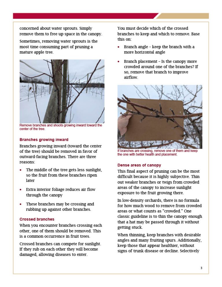 Apple Festival 2025 - White Earth Tribal & Community College